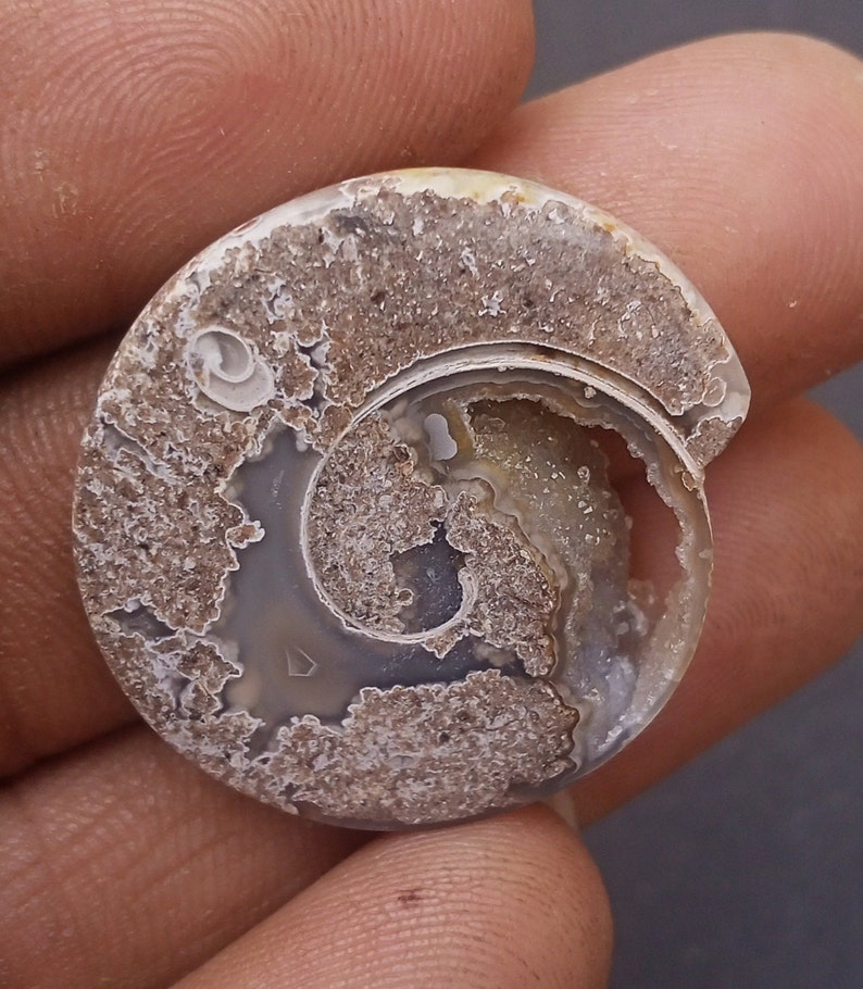 37 Ct. 100%natural Fossil Snail Slice Agate,shell Druzy/fossil Snail ...