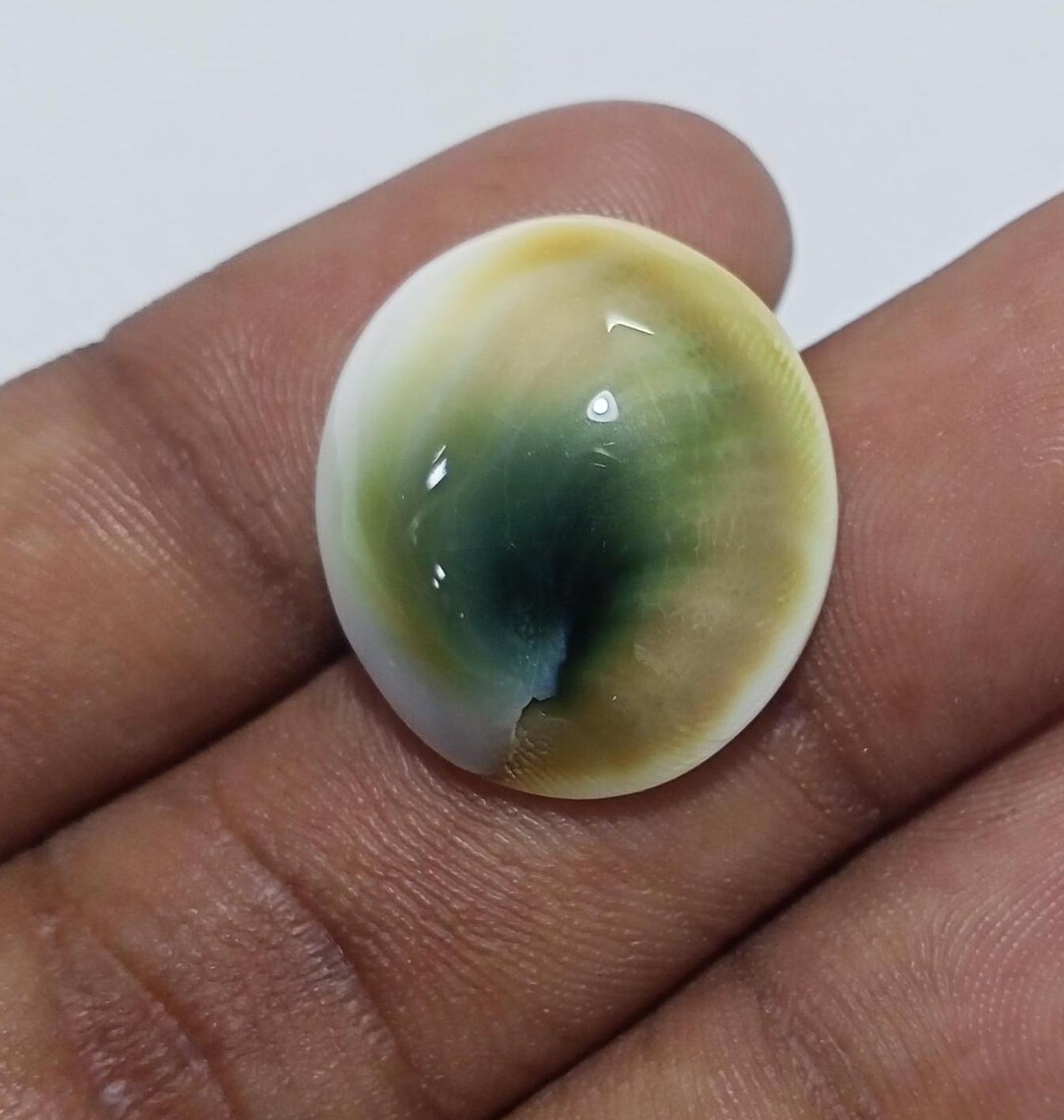 25 Cts. Green Turbo Operculum, Cats Eye, Shiva Shell for Crafts, Shell ...