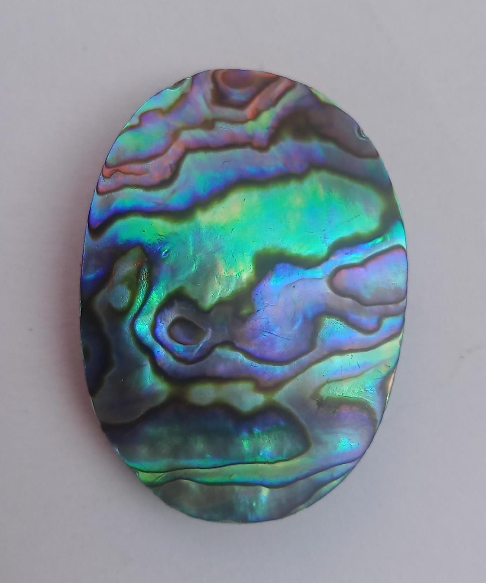 100% Top Ormer Shell, Abalone Shell, Paua Shell, Perlemoen Shell,nacre ...