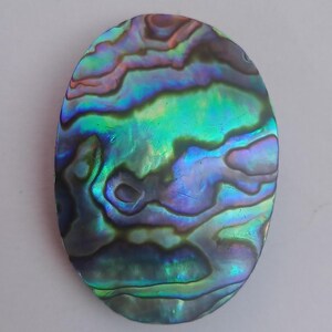 100% Top Ormer Shell, Abalone Shell, Paua Shell, Perlemoen Shell,nacre ...