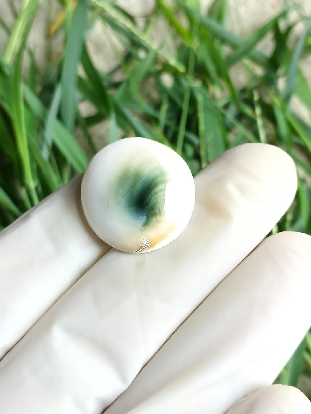 28 Ct. Operculum Shiva Eye Shell Flat Back Gem Cabochon Wire Wrapping ...