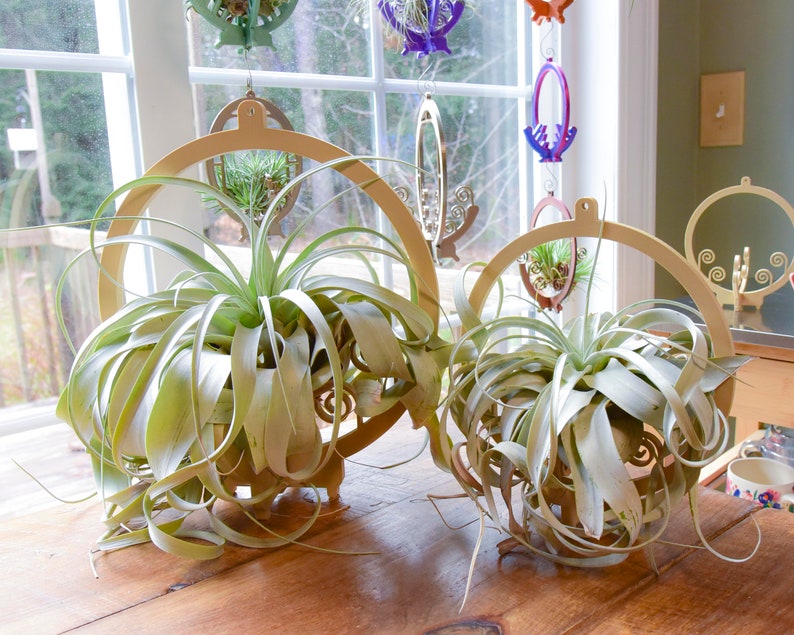 Large/xtra Large Tillandsia Xerographica Air Plant Hangers or Holder ...