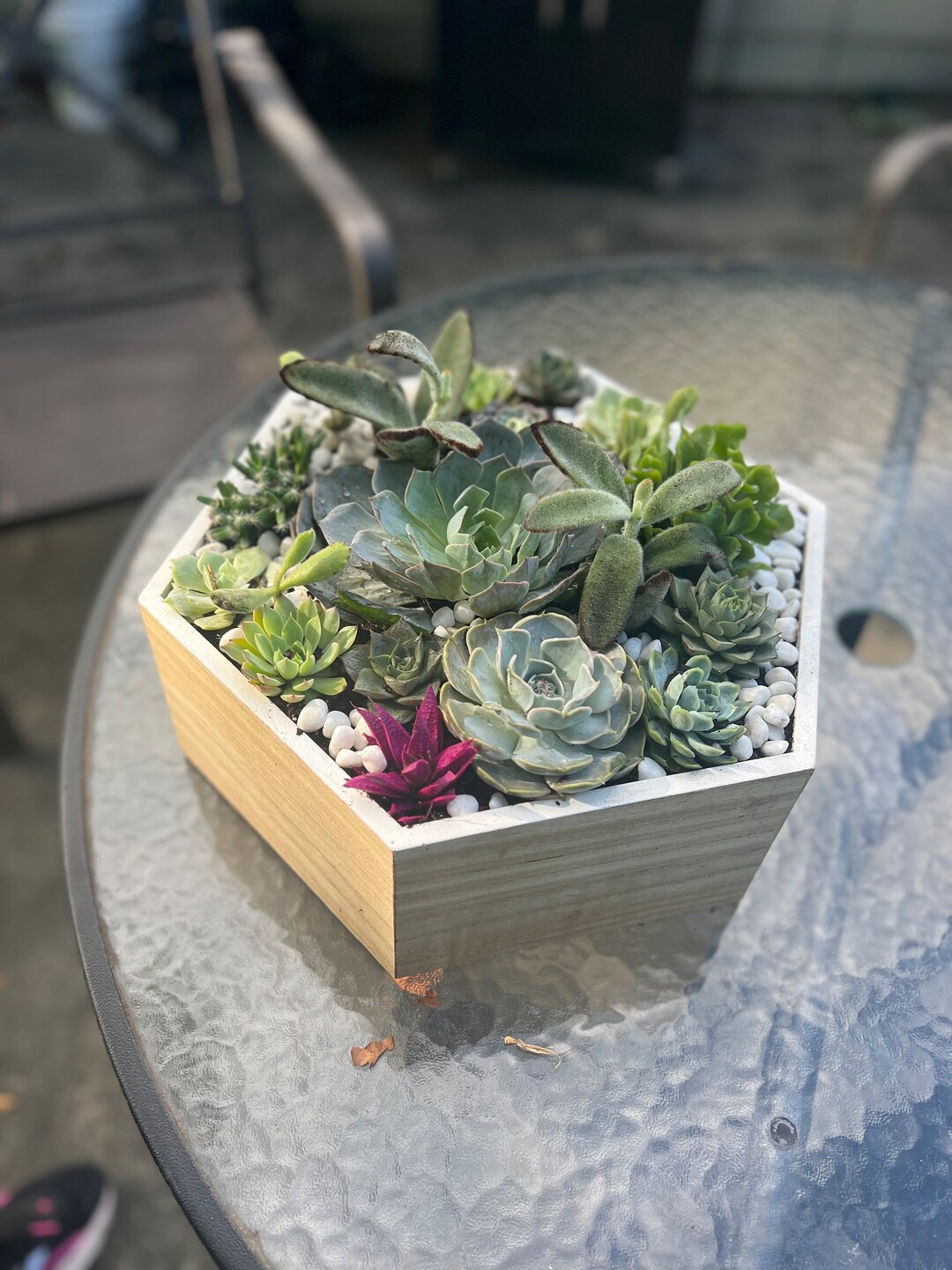 Succulent Boxes - Etsy