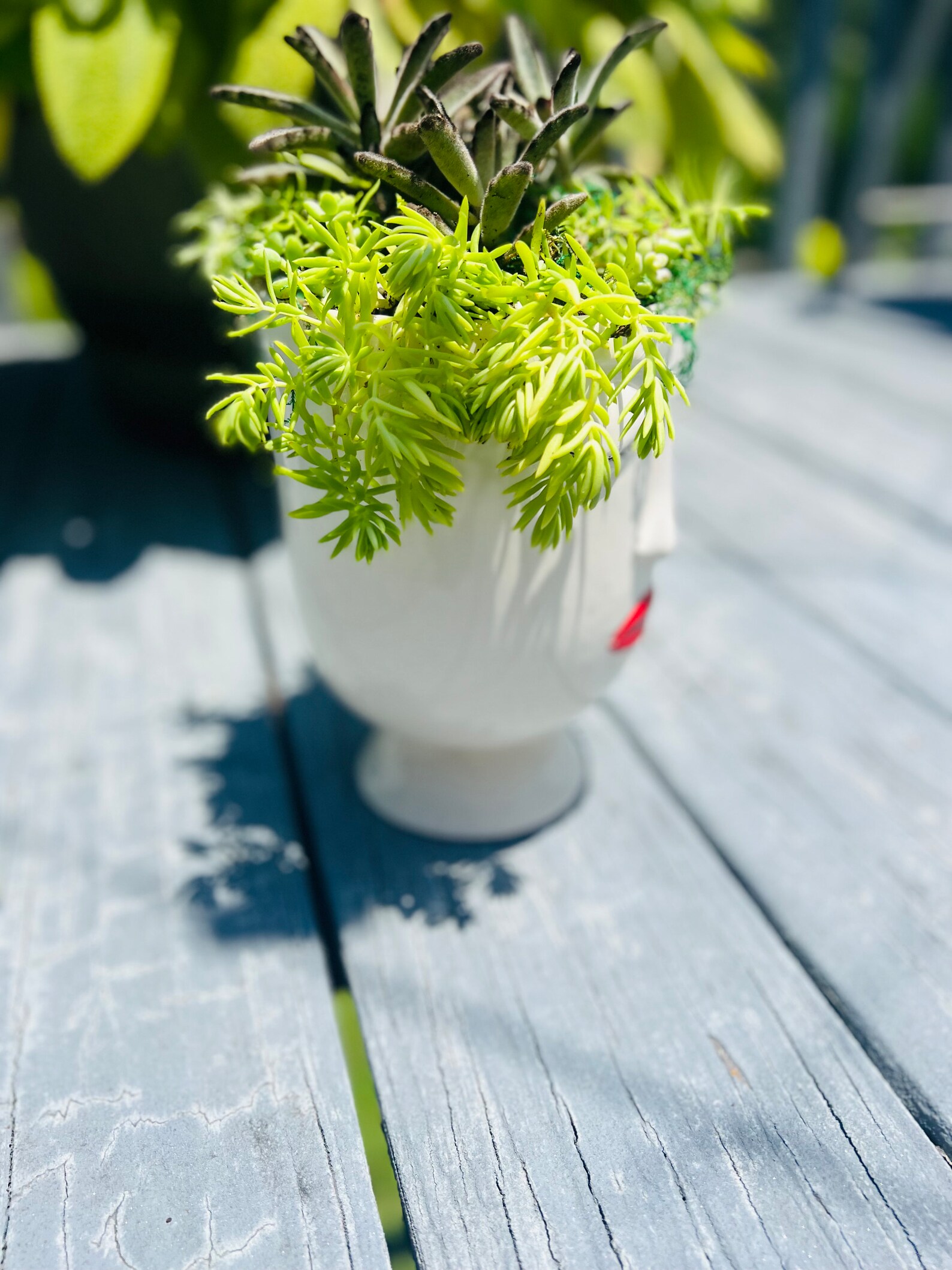 Red Lip Lady Succulent Pot - Etsy