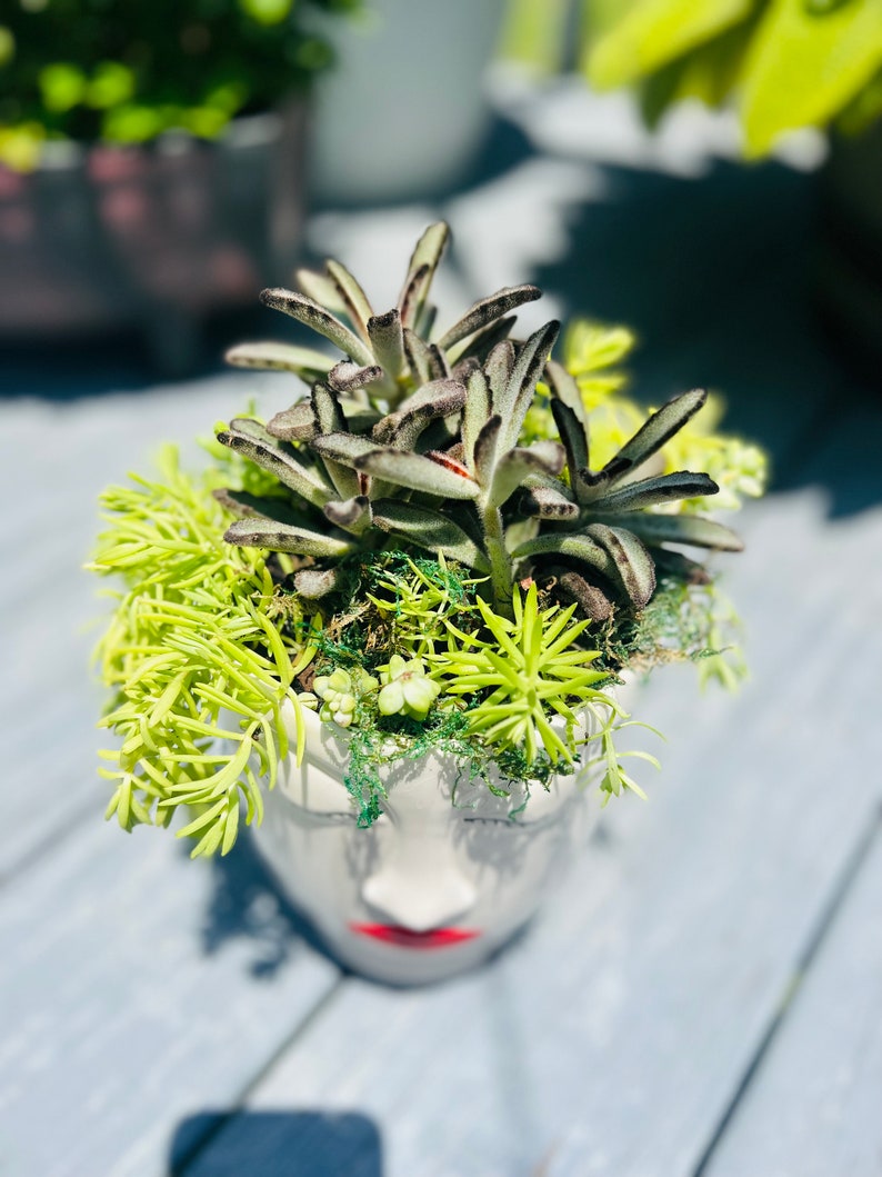 Red Lip Lady Succulent Pot - Etsy