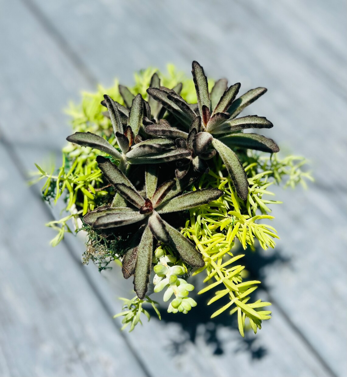 Red Lip Lady Succulent Pot - Etsy
