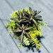 Red Lip Lady Succulent Pot - Etsy