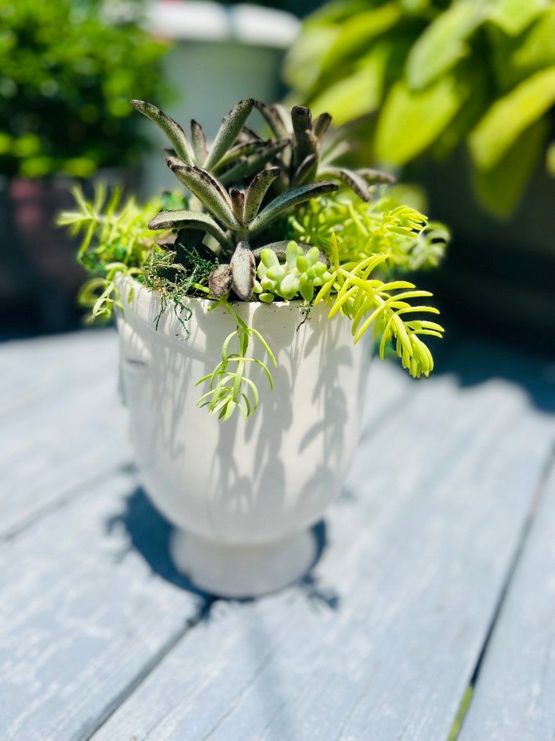 Red Lip Lady Succulent Pot - Etsy