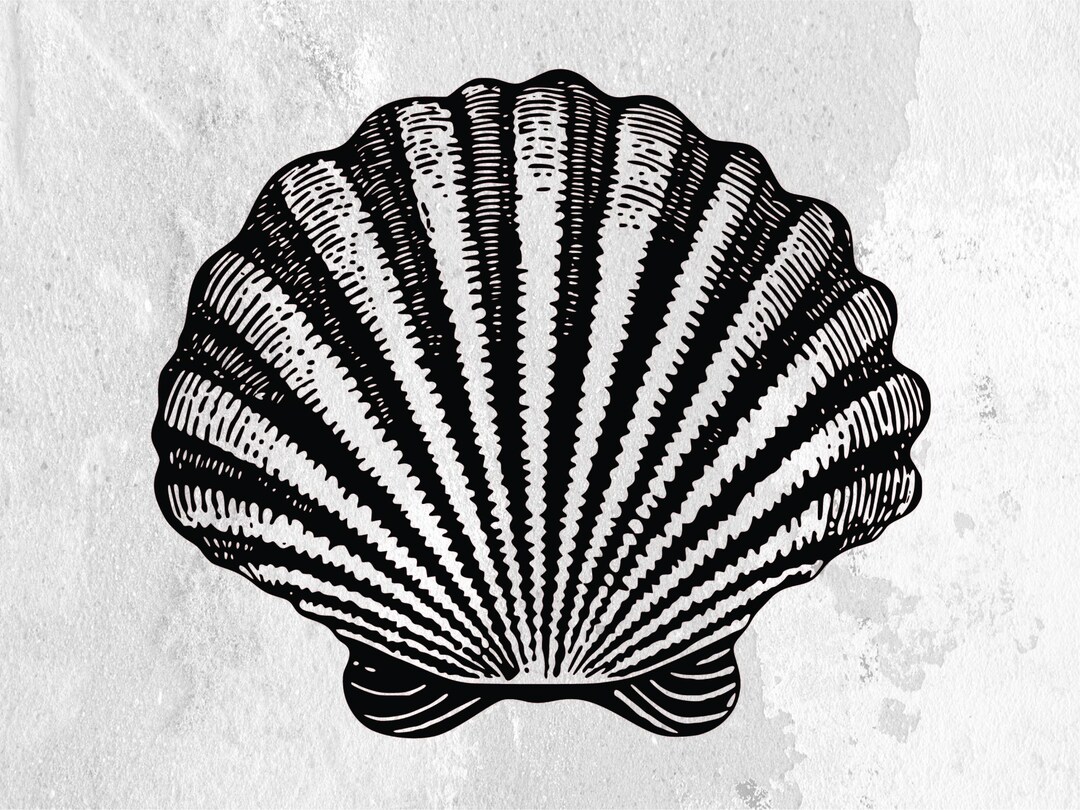 Sea Shell Instant Download SVG PNG Sea Clam and Beach SVG - Etsy
