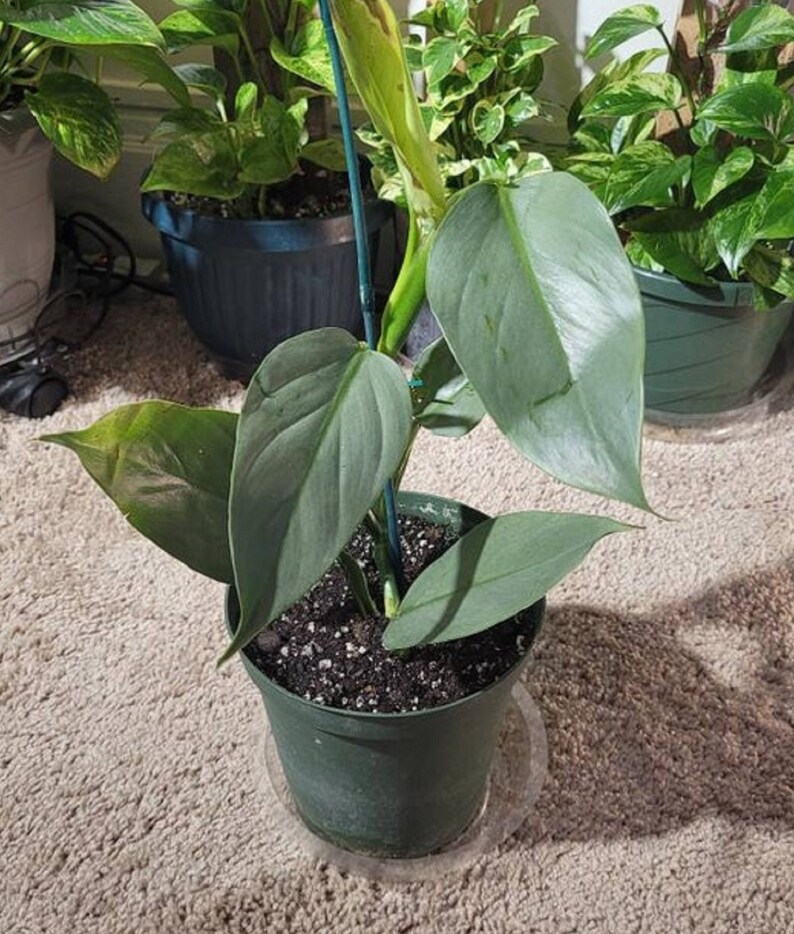 Philodendron Silver Swords Plant - Etsy