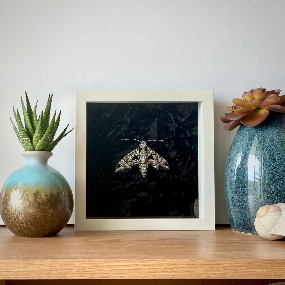 Holographic Moth Original Framed Scratchboard Art Life-sized Eumorpha ...