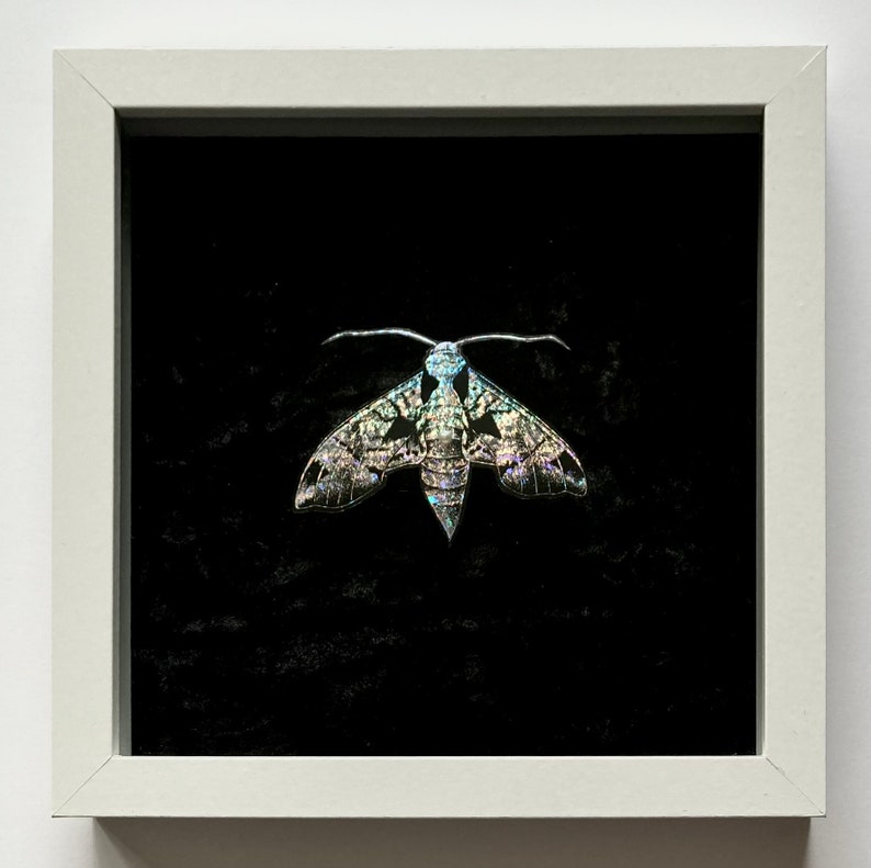 Holographic Moth Original Framed Scratchboard Art Life-sized Eumorpha ...