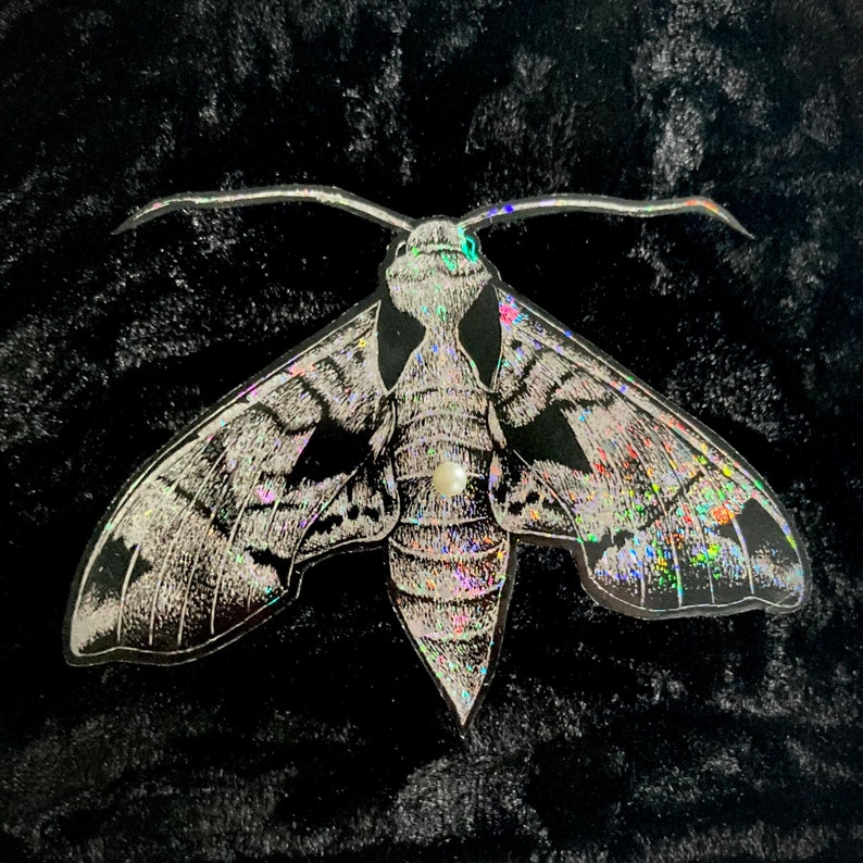 Holographic Moth Original Framed Scratchboard Art Life-sized Eumorpha ...