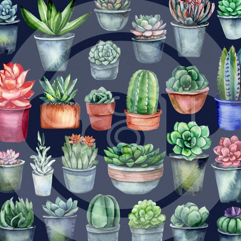 Watercolor Succulent & Cactus Clip Art Pack | House Plant Illustration ...