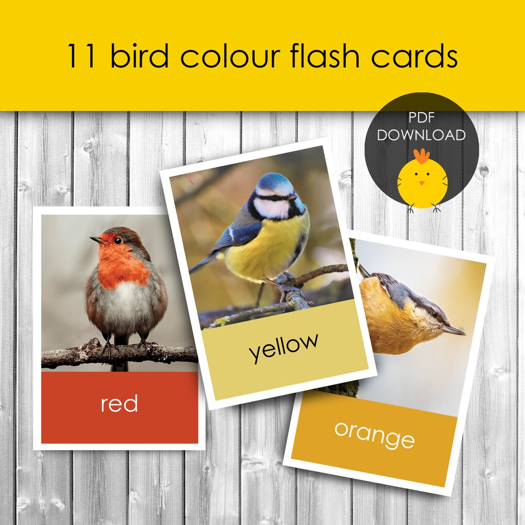 Bird Flashcards Colour Flashcards Birds Resources Nature Flashcards ...