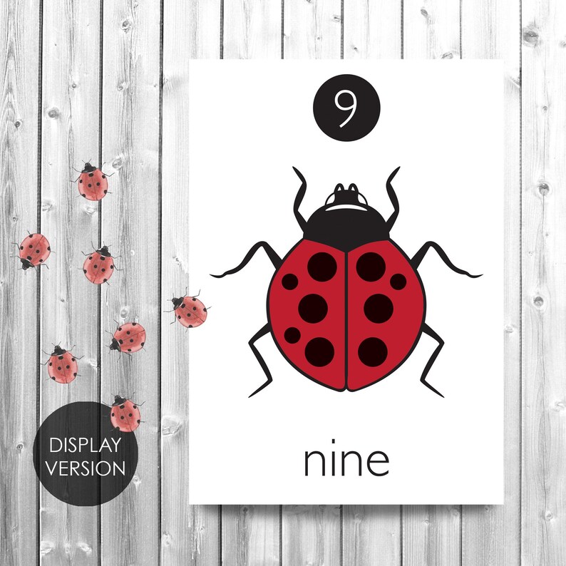 Ladybird Number Recognition Flashcards for Preschool Early Years Maths ...