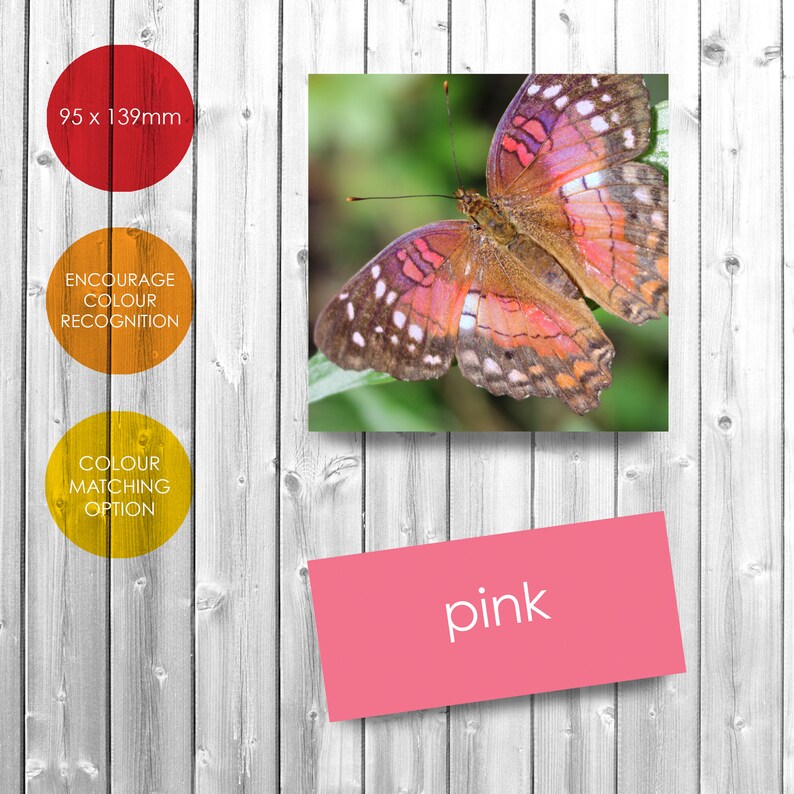 Insect Flashcards Early Years Flashcards for Kids Colours Nature ...