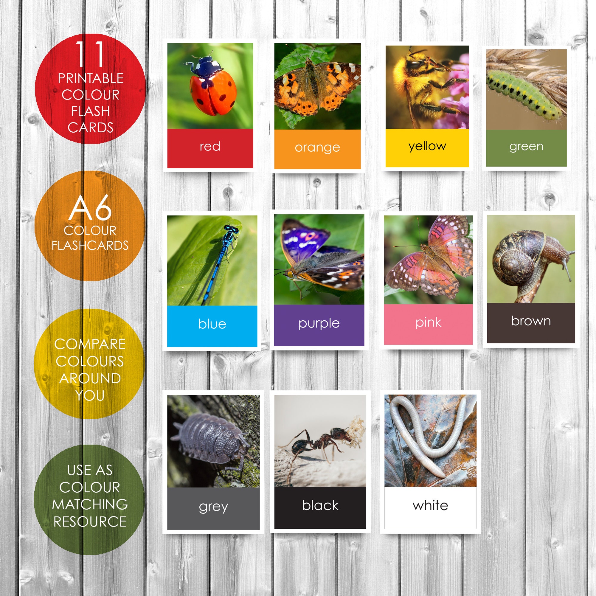 Insect Flashcards Early Years Flashcards for Kids Colours Nature ...