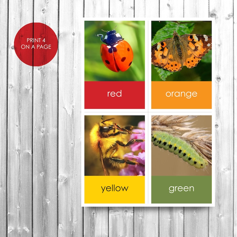 Insect Flashcards Early Years Flashcards for Kids Colours Nature ...