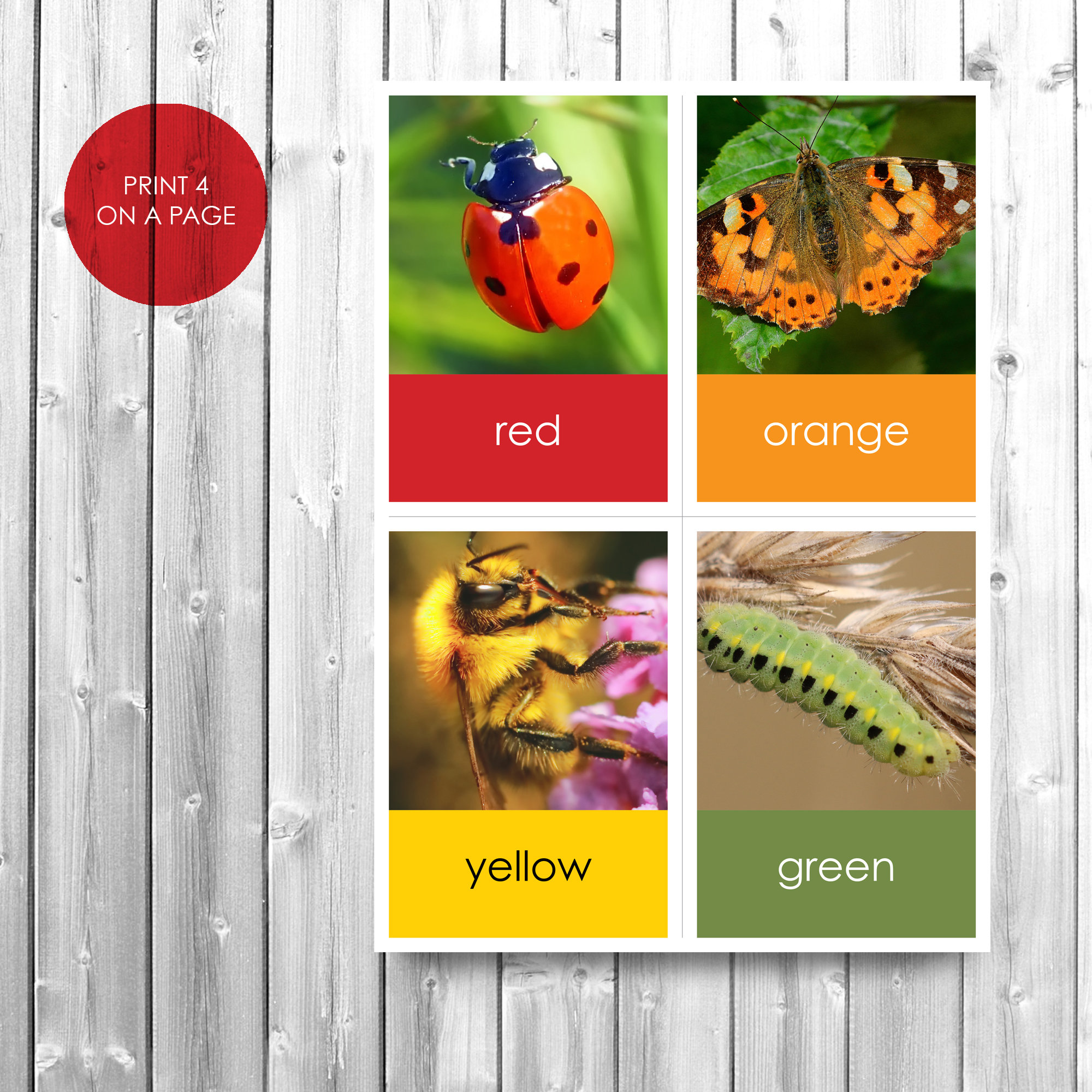 Insect Flashcards Early Years Flashcards for Kids Colours Nature ...