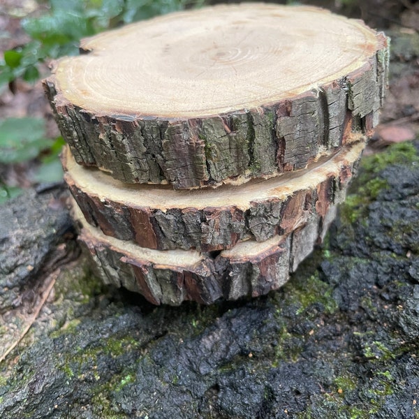 Hickory Wood Slices - Etsy