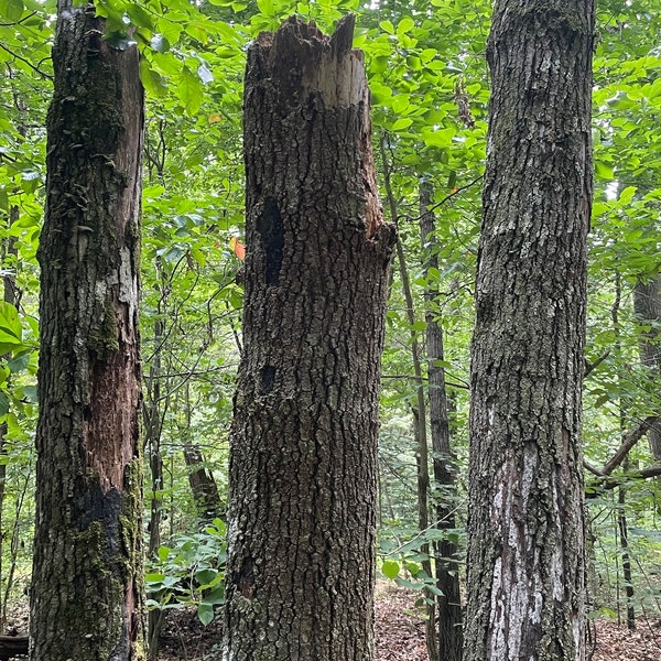 Lightning Struck Wood - Etsy