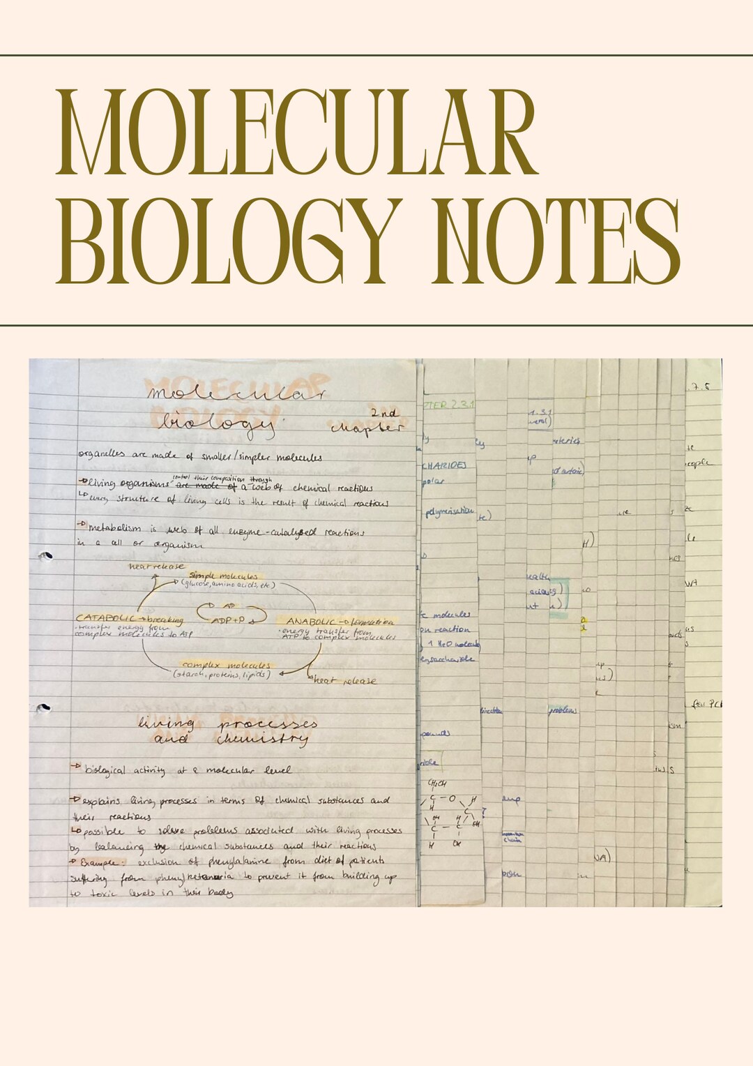 IBDP Biology Notes Chapter 2 (molecular Biology) - Etsy