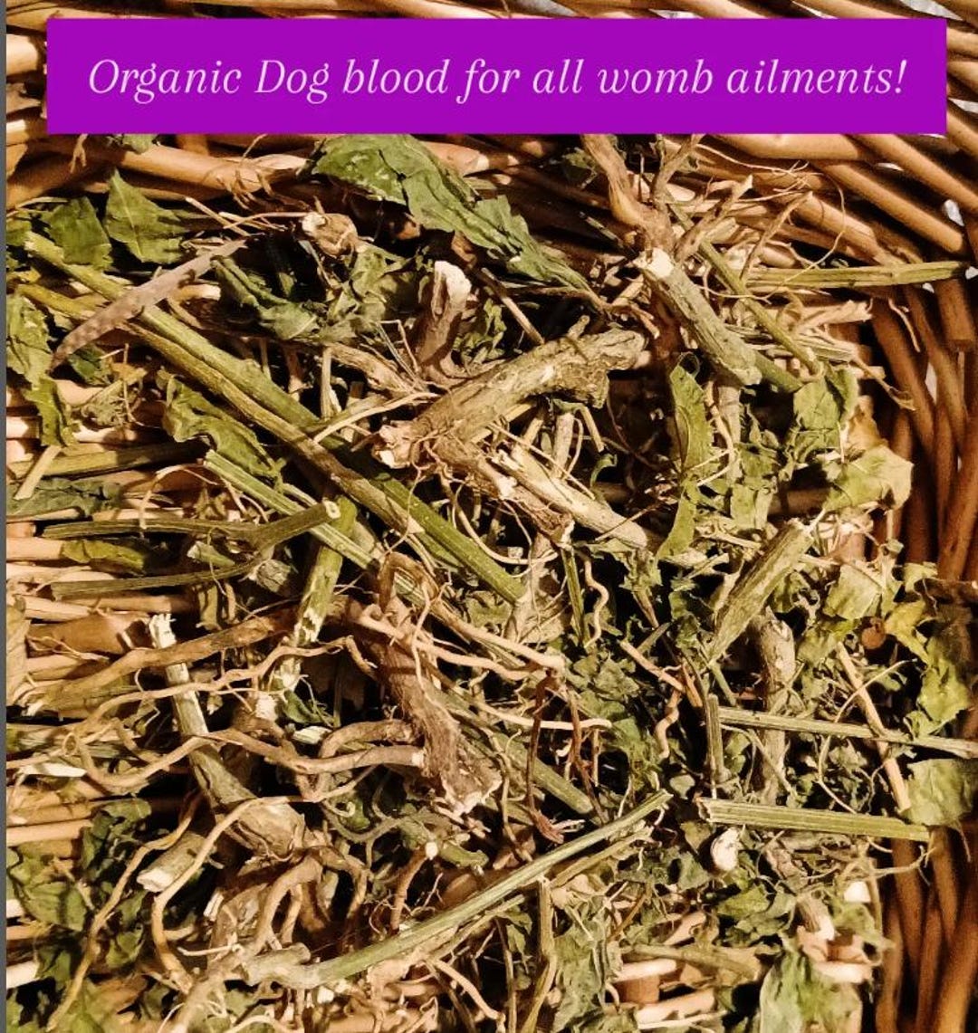 Organic Jamaican Dog Blood: Herbal Tea Feminine Wellness. (25g|50g|100 ...