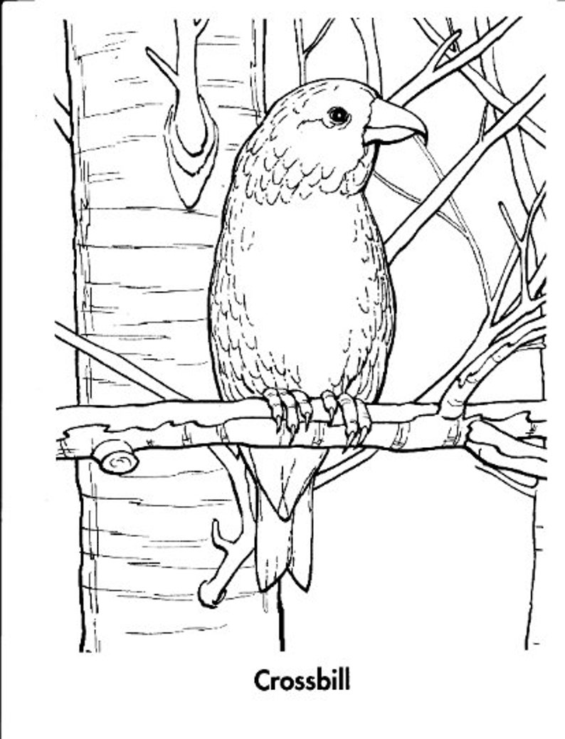90 Pages Wildlife Wonders Coloring Pages Coloring Book Kids Colouring ...