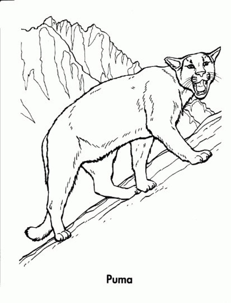 90 Pages Wildlife Wonders Coloring Pages Coloring Book Kids Colouring ...