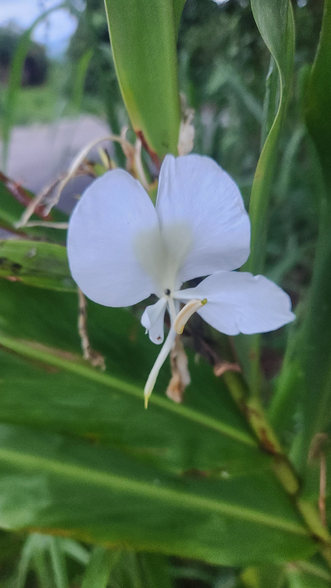 Fully Organic White Ginger Rhizomes From Puerto Rico Ginger Seed Ginger ...
