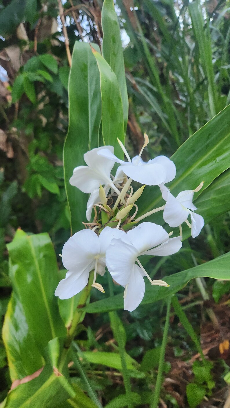 Fully Organic White Ginger Rhizomes From Puerto Rico Ginger Seed Ginger ...
