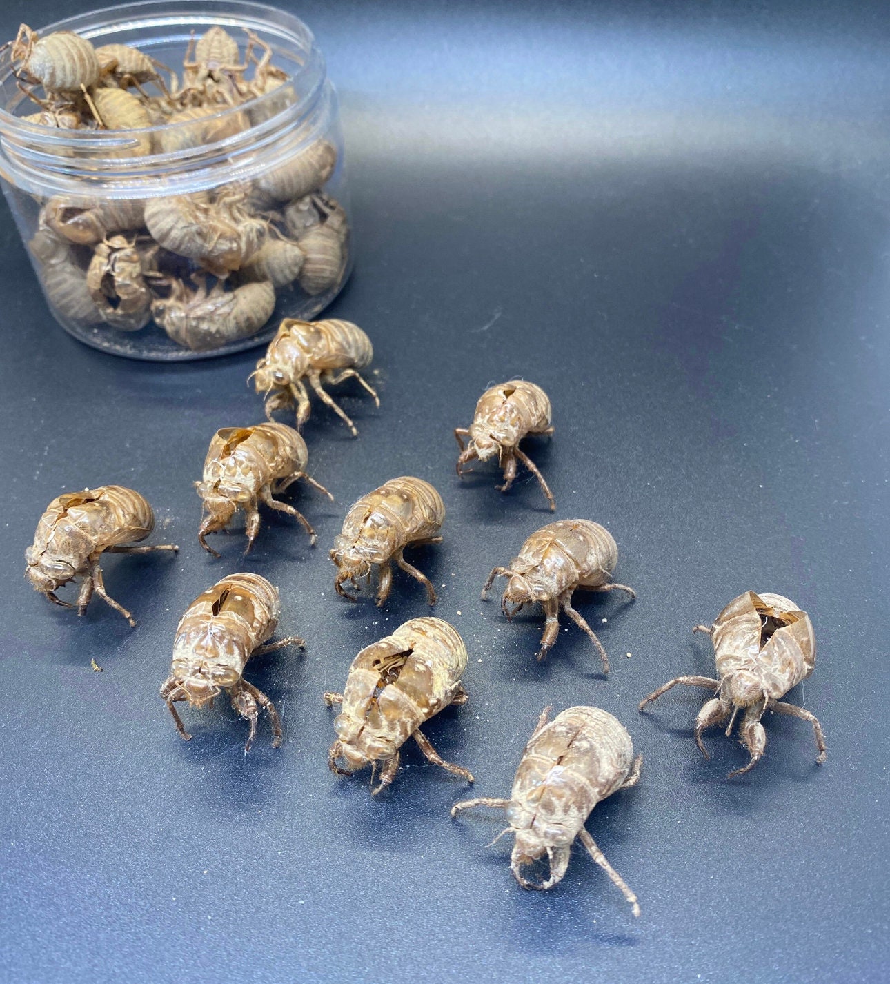 Cicada Shells - Etsy