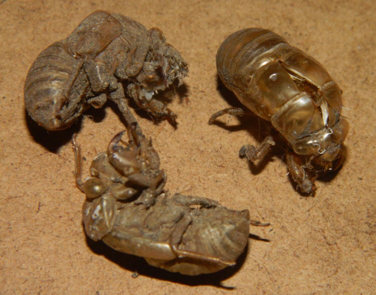 Cicada Shells - Etsy