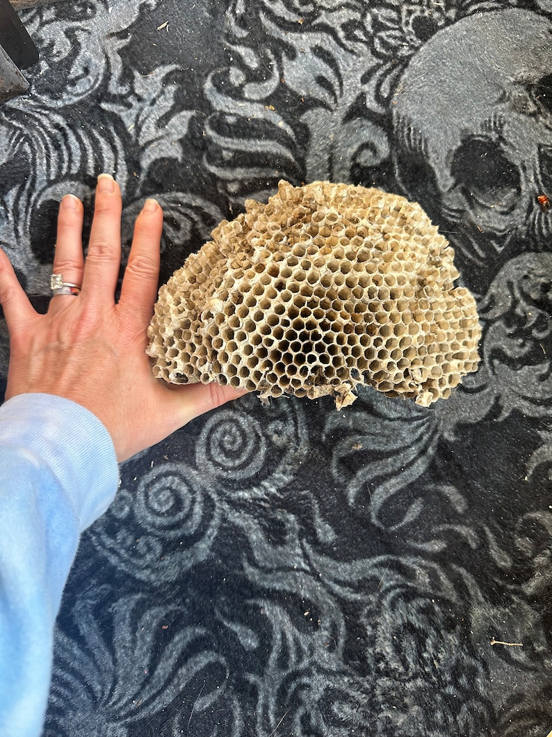 Giant Red Wasp Nest - Etsy