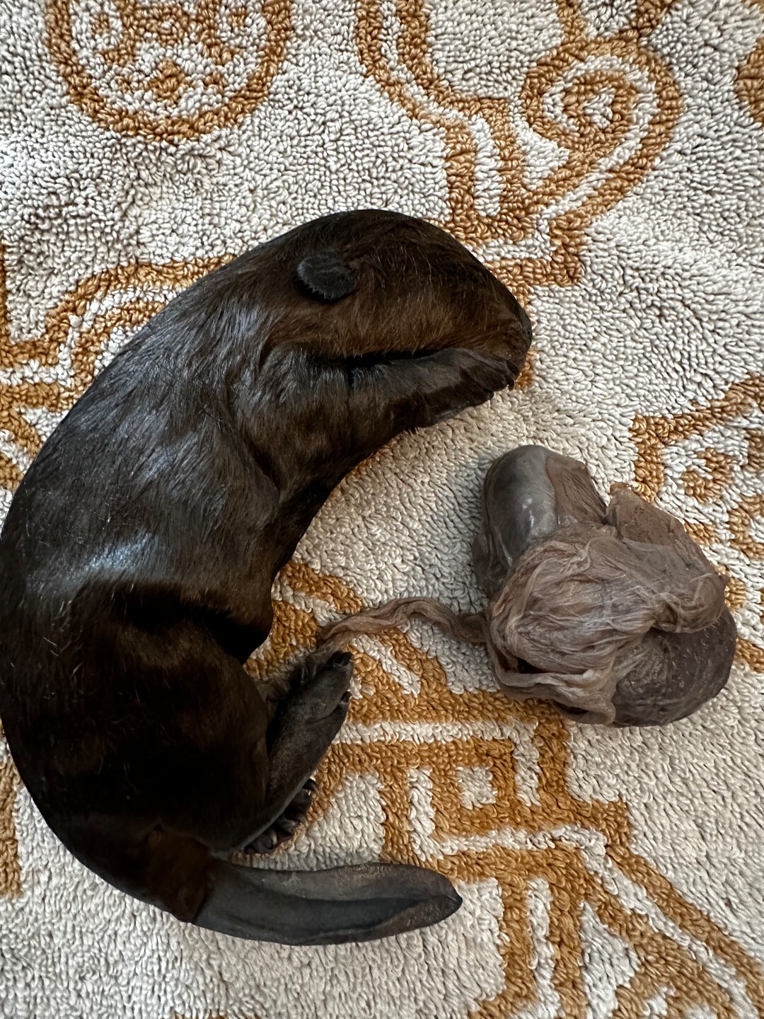 Fetal Beavers Wet Specimens/ Teaching Aids - Etsy