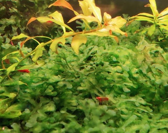 Subwassertang, Live Aquarium Plants, Large Ear, Round Pellia - Etsy