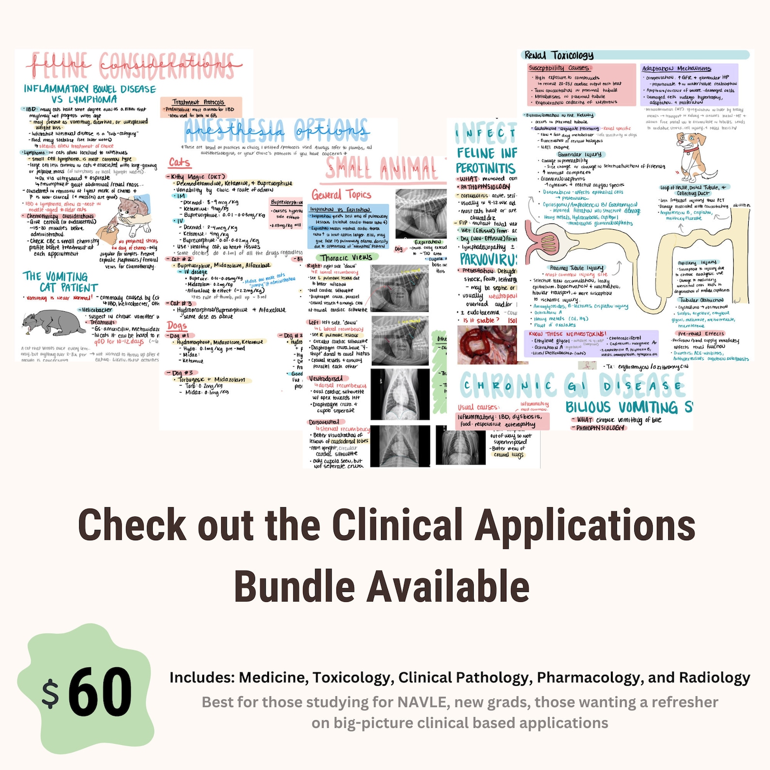 Complete Veterinary School Note Package - Etsy