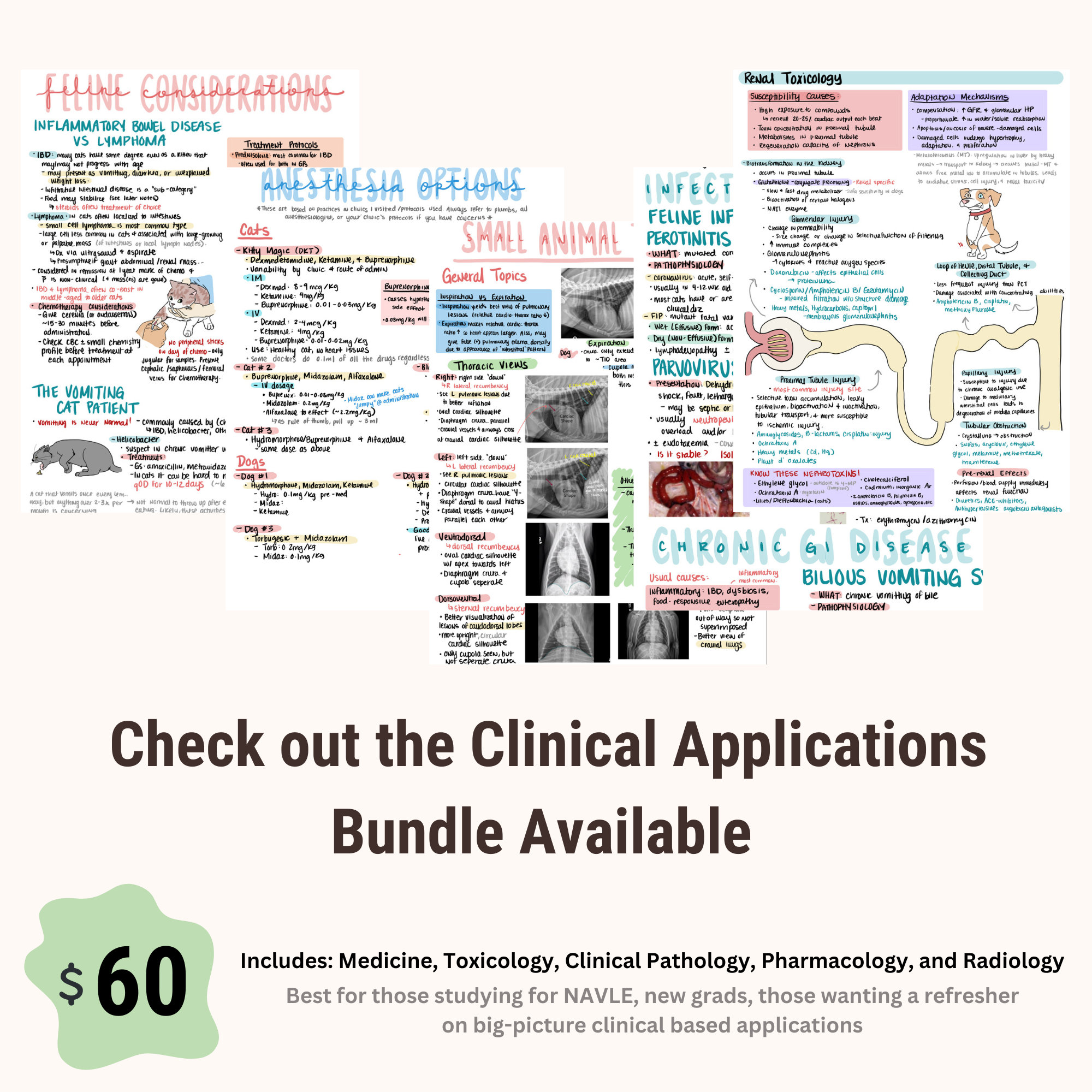 Complete Veterinary School Note Package - Etsy