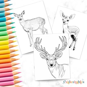 29 Playful Deer Coloring Pages for Kids! Educational Activity ...