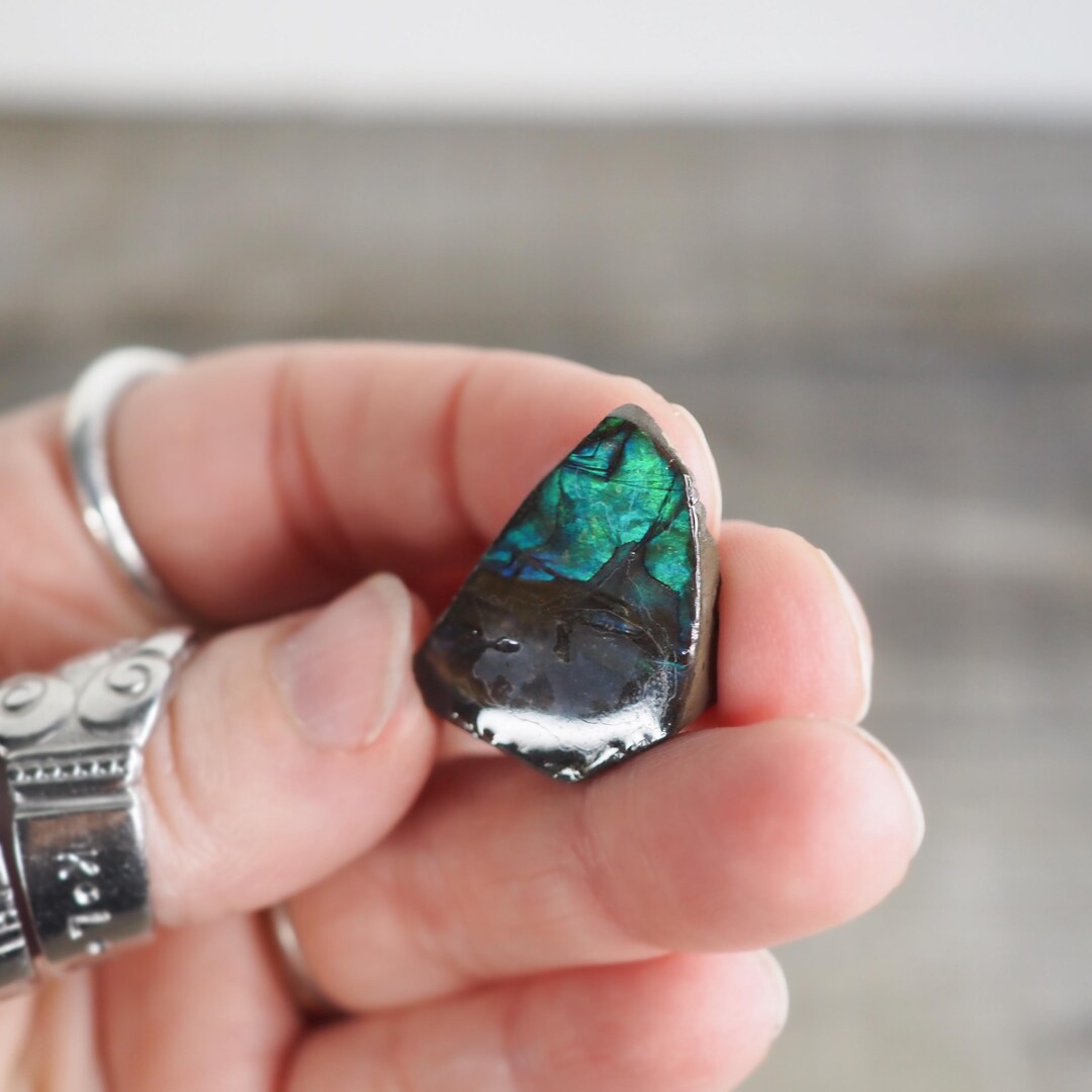 Green, Blue Flash Ammolite Ammonite Shell Fossil From Alberta, Canada ...