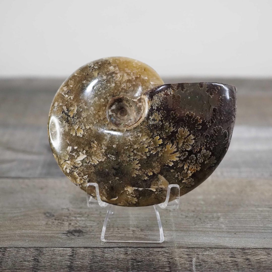 Beautiful Agatized Whole Ammonite Fossil Shell E - Etsy