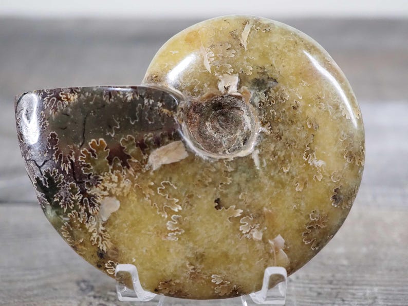 Agatized Whole Ammonite E Fossil Shell: Maple Leaf Sutures, Included ...