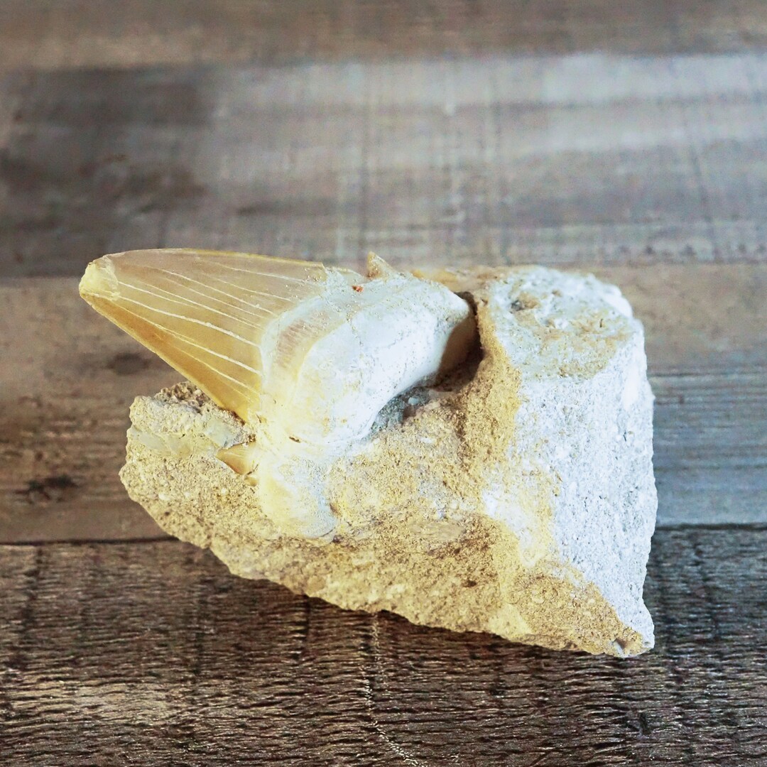 Large Otodus Obliquus Shark Tooth Fossil Still in Matrix A, Cousin of ...