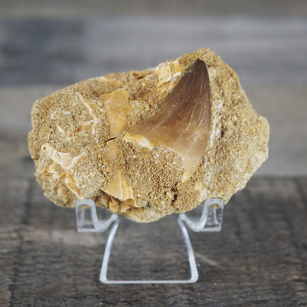 Mosasaur Tooth Fossil in Original Matrix With Fragments of Teeth and ...