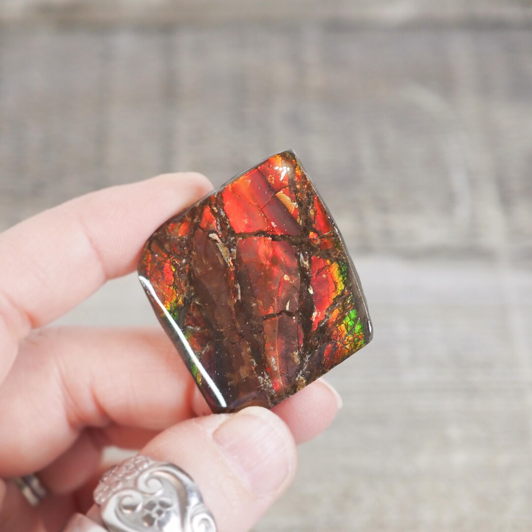 Flashy Red Ammolite Ammonite Shell Fossil From Alberta, Canada - AA02 ...