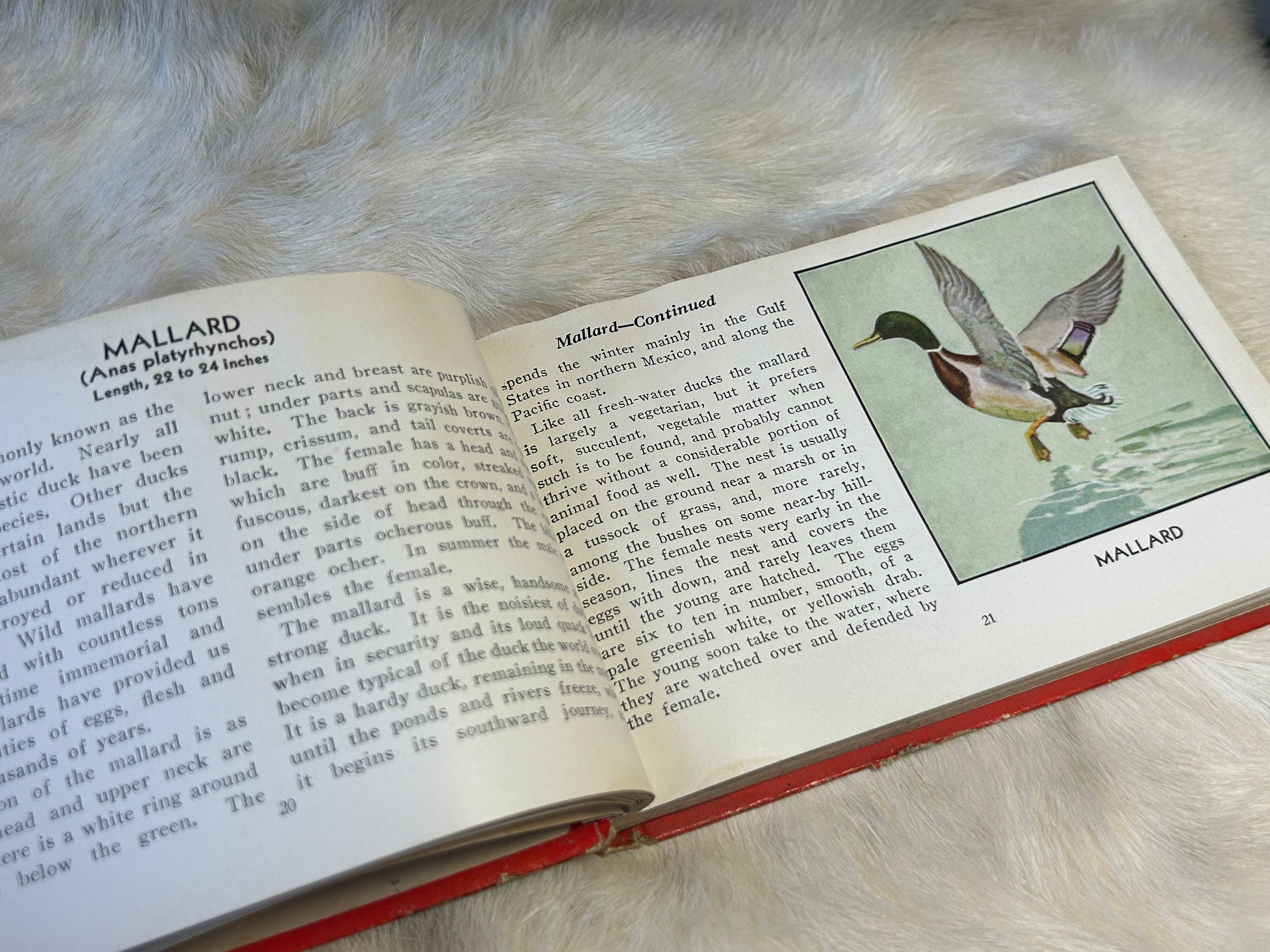 Red Book of Birds of America 1931 Color Illustrations Vintage Bird Book ...