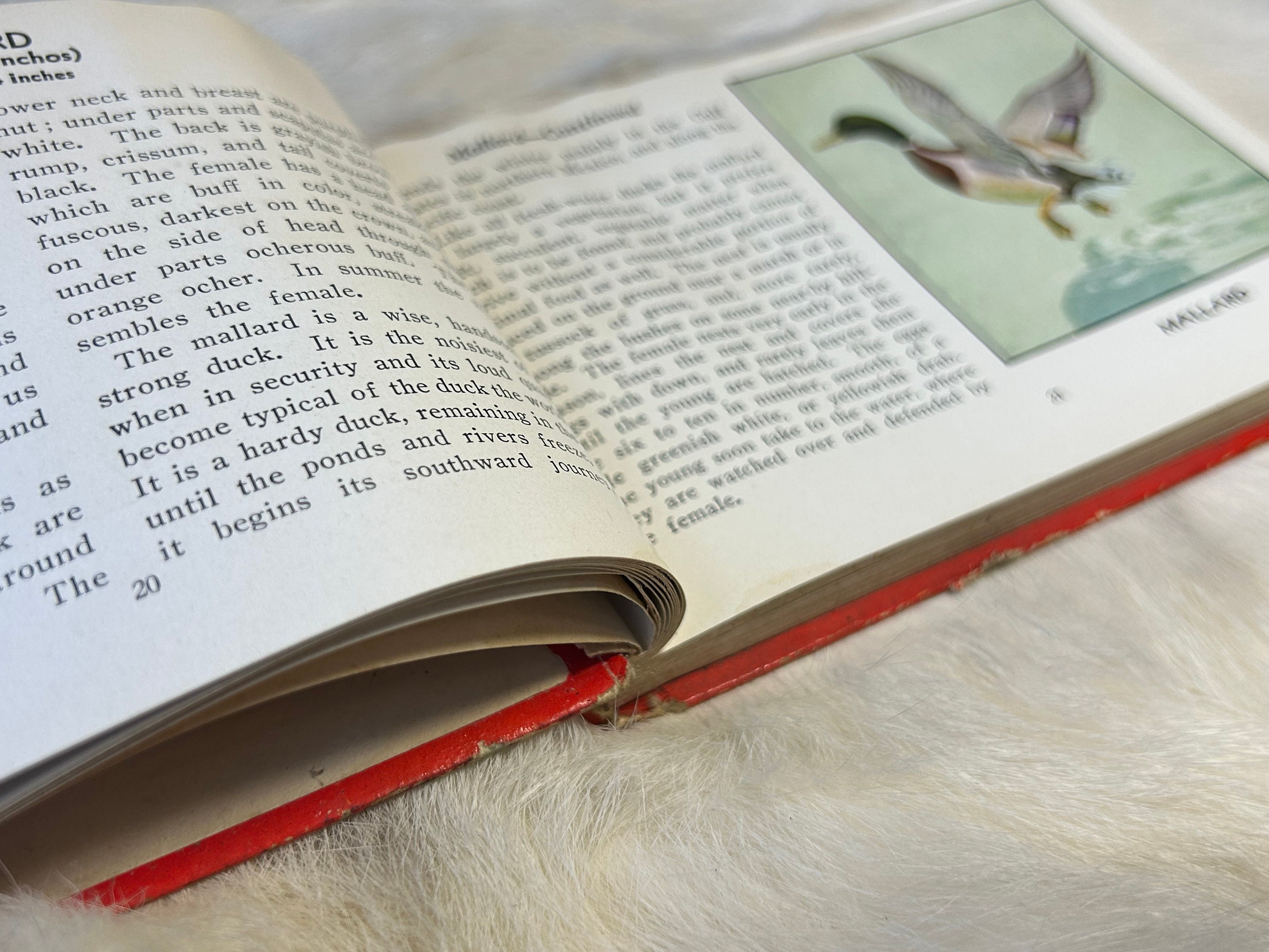Red Book of Birds of America 1931 Color Illustrations Vintage Bird Book ...