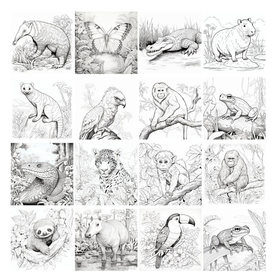 Rainforest Animals Coloring Pages 16 Rainforest Animals - Etsy