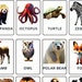 Cute Animals Flash Cards for Kids With Bonus Coloring Book - Etsy